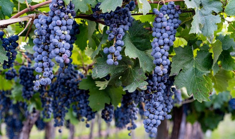 Вино Мальбек (Malbec): особенности, регионы, культура пития